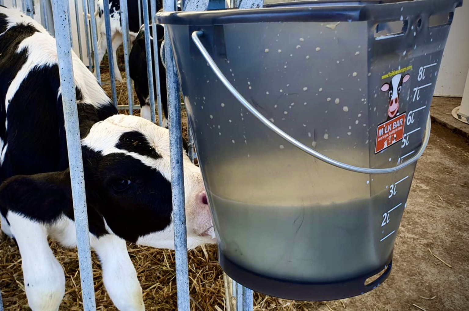 Kälberfütterung mit Milk Bar Feeders Österreich